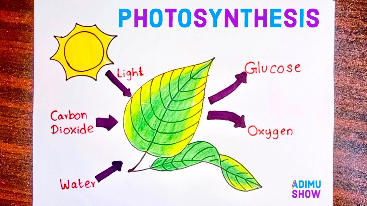 How To Draw A Photosynthesis Diagram - YouTube