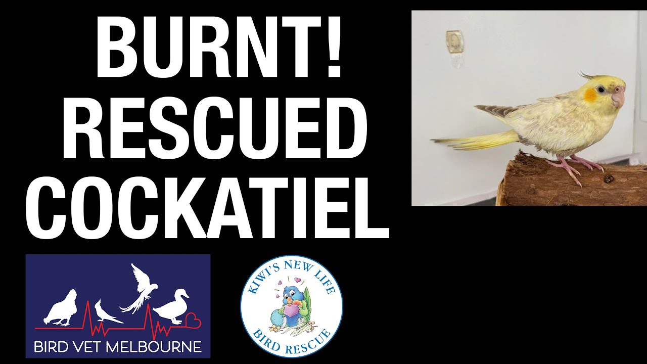 HEARTBREAKER! "Lost" cockatiel that is badly burned gets helped - YouTube