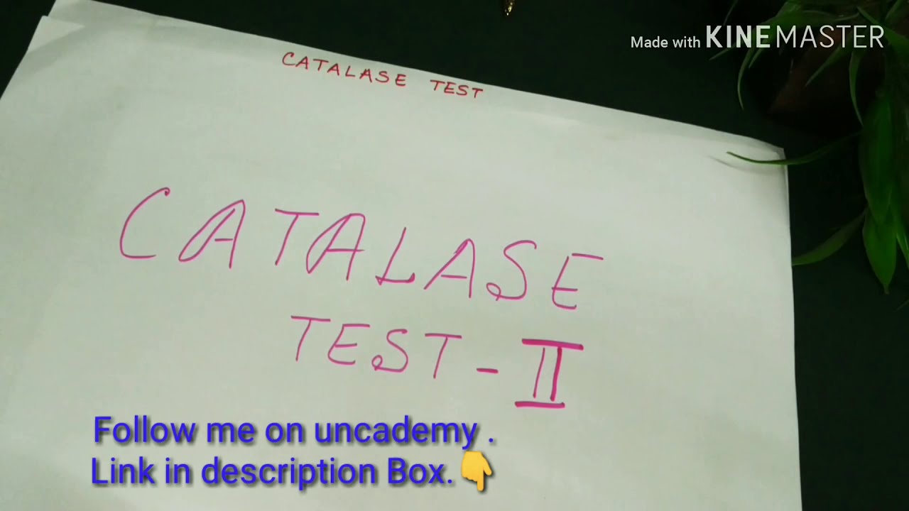 CATALASE TEST PART 2 (biochemical test) - YouTube