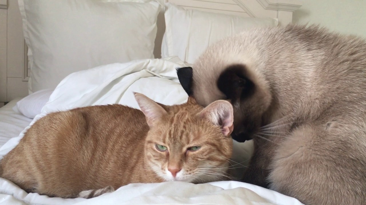 Max Really Loves Mya! Making Sure My Forever Cats get Love when I have ...