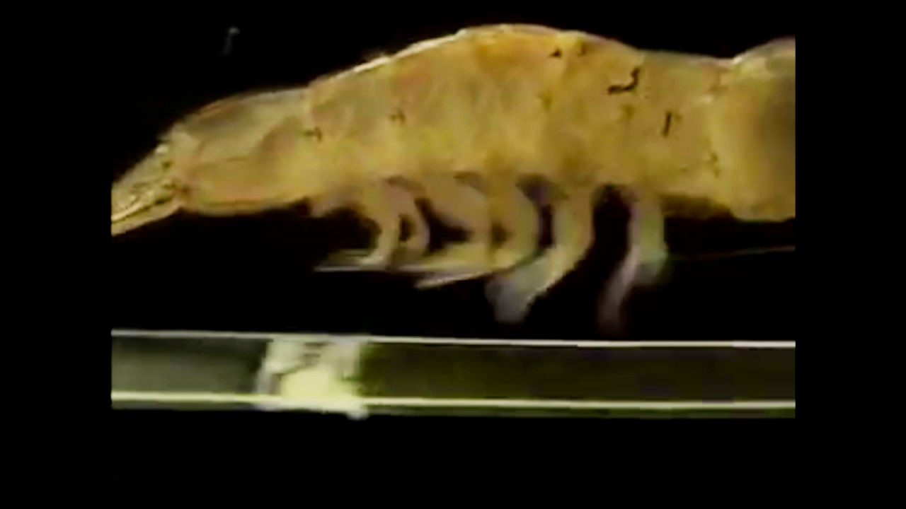 Shrimp running on treadmill to Push It to the Limit - YouTube