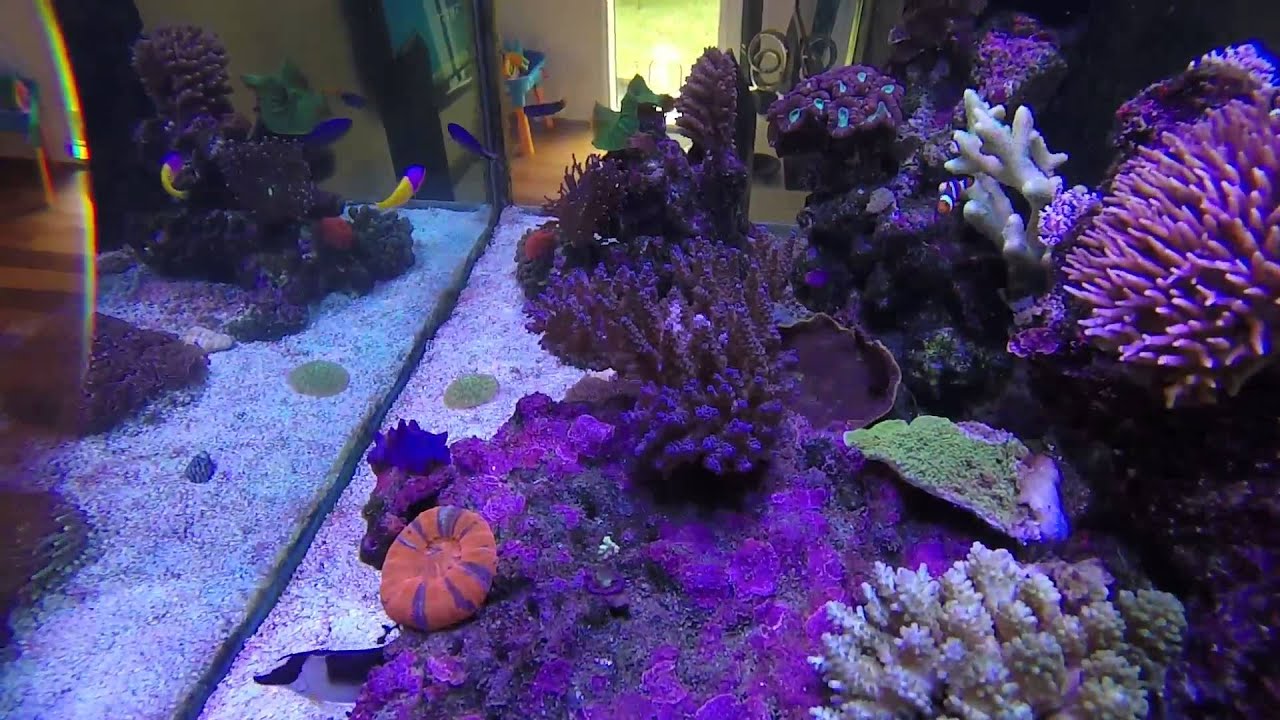 Rob's Reef Tank Inside the tank - YouTube