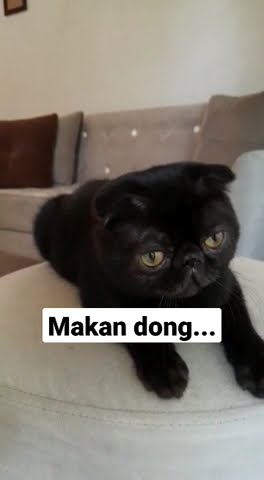 kucing lapar idung pesek hitam dekil #cat #catlover #exo #peaknouse # ...