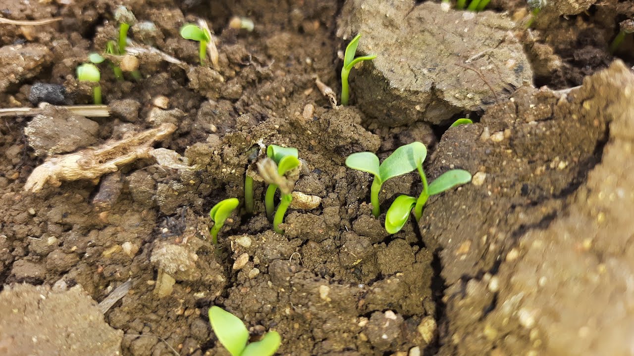 video methi ki kheti | Fenugreek farming - YouTube