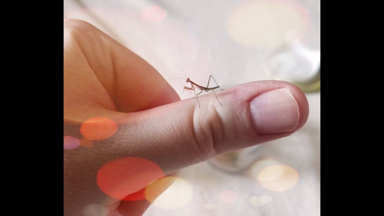 Baby Chinese Mantids! - YouTube