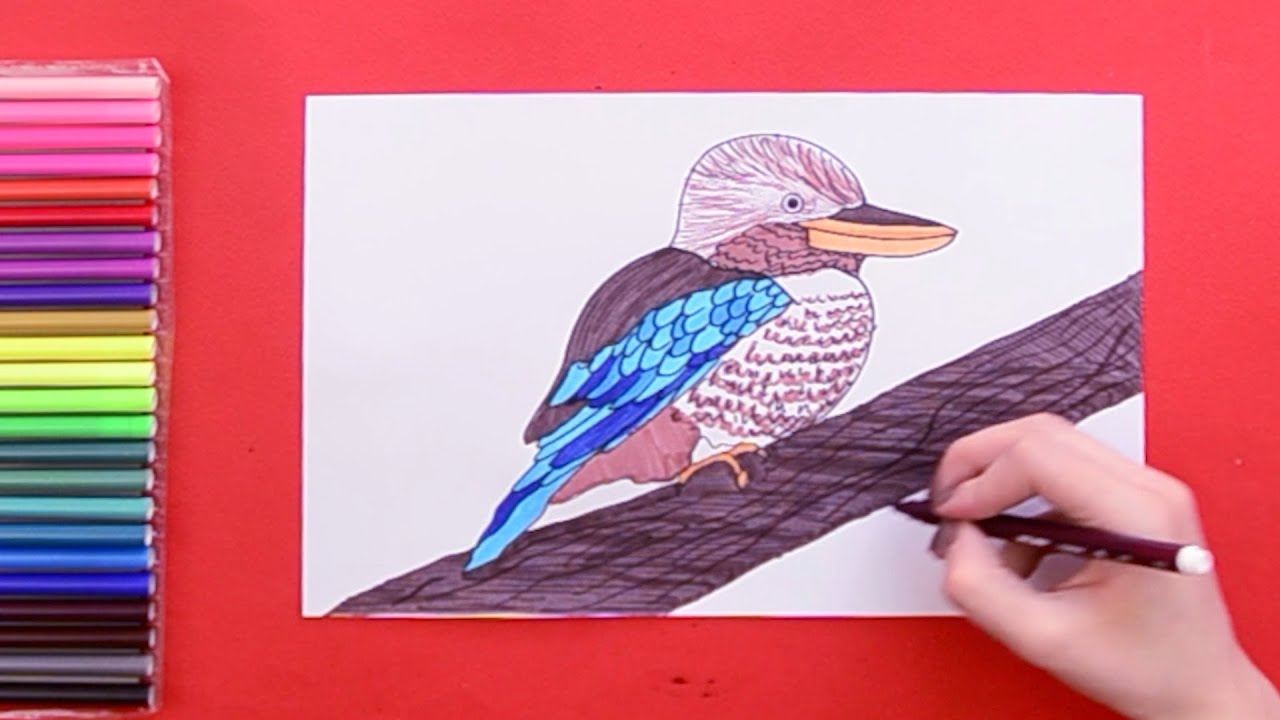 How to draw a Kookaburra bird - YouTube