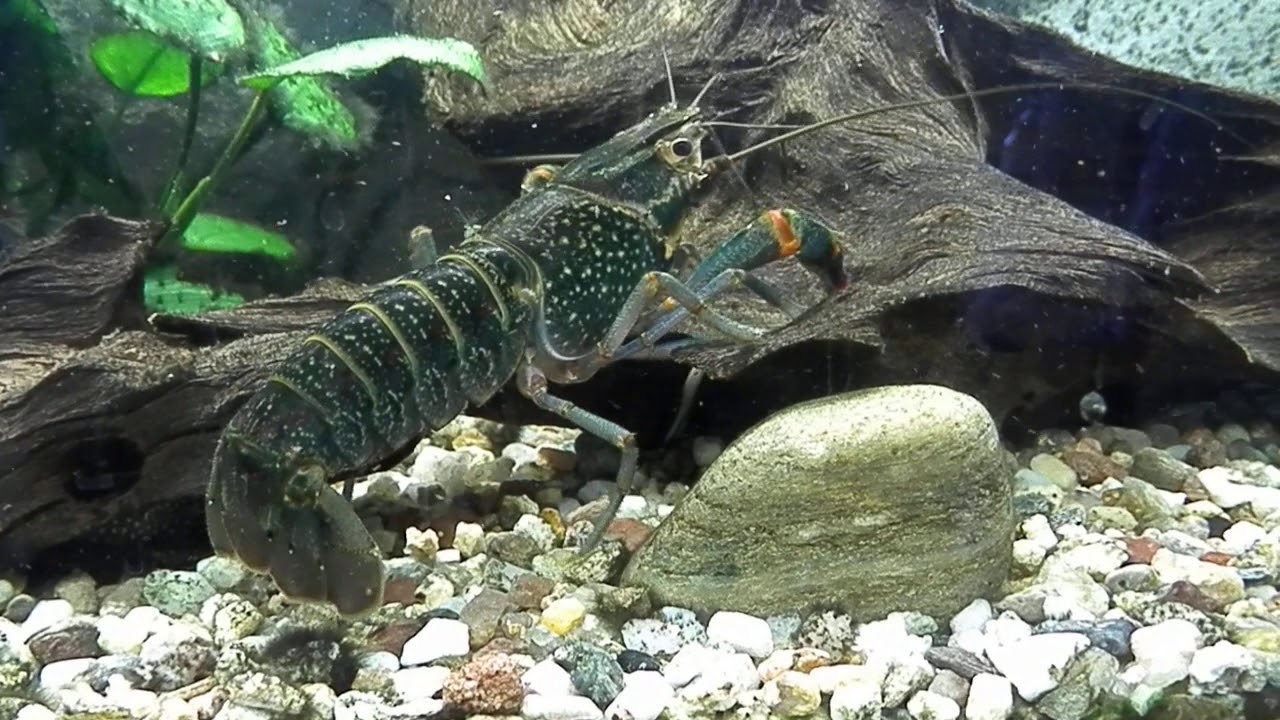 Cherax quadricarinatus - YouTube