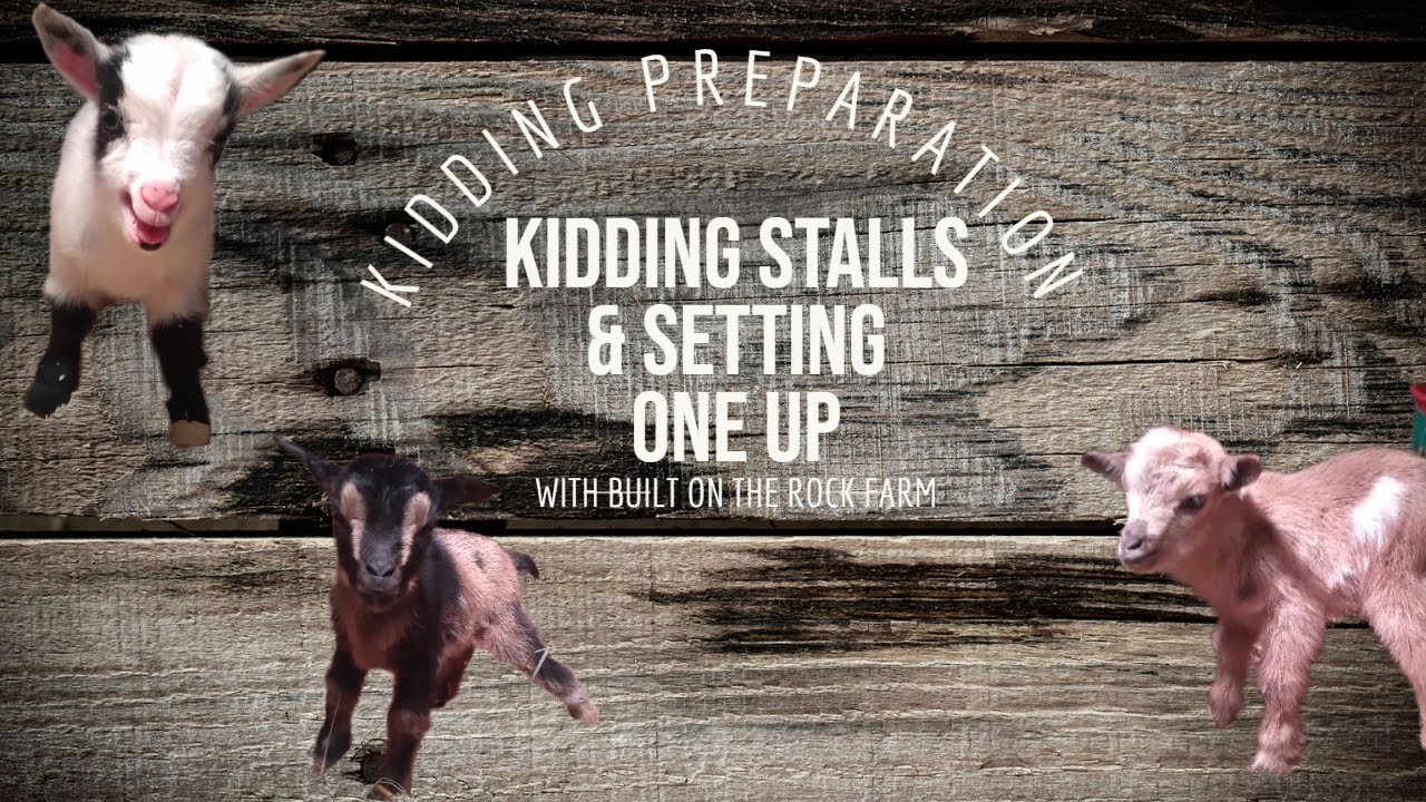 Goat Kidding/Birthing Stalls & Prepping Them For Kidding/Built on the ...