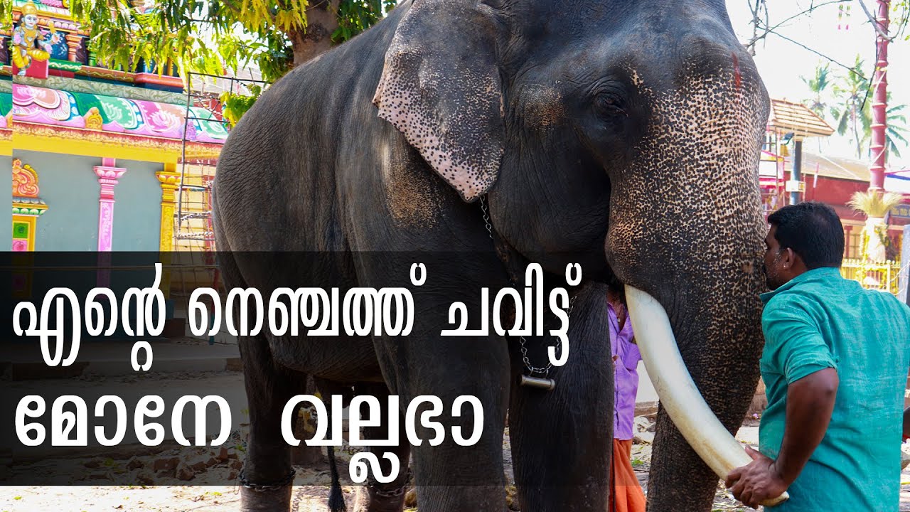 Gajarajan Vallabhan | ഒടുവിൽ ആ സ്നേഹത്തിന് മുന്നിൽ മുട്ടുമടക്കി വല്ലഭ ...