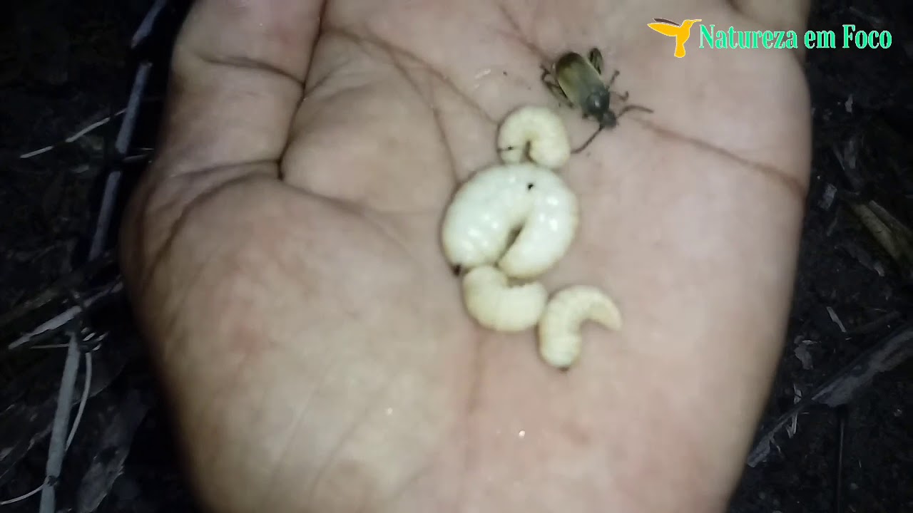 Gongo de coco Babaçu - YouTube