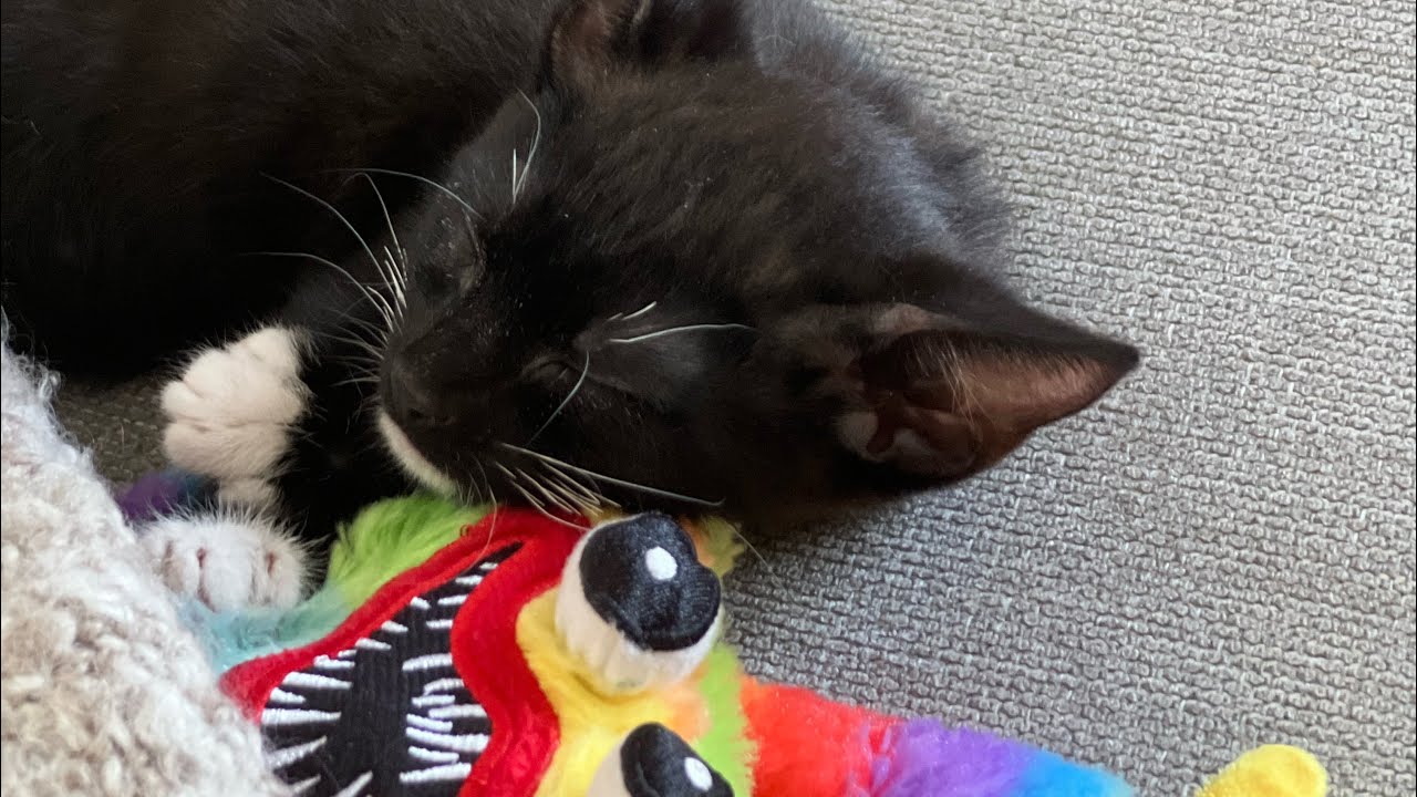 SO CUTE! Huggy wuggy with a Cat - YouTube