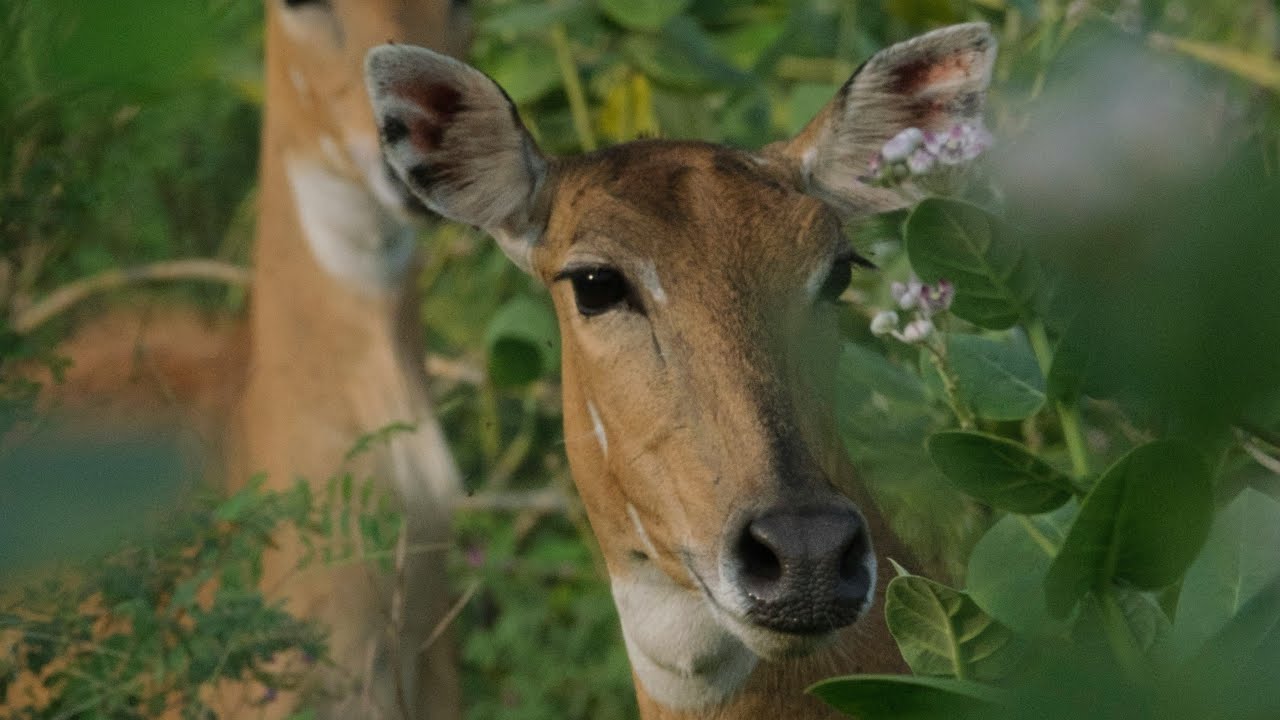 Camera trap footage from our wildlife corridor in south Nepal - YouTube
