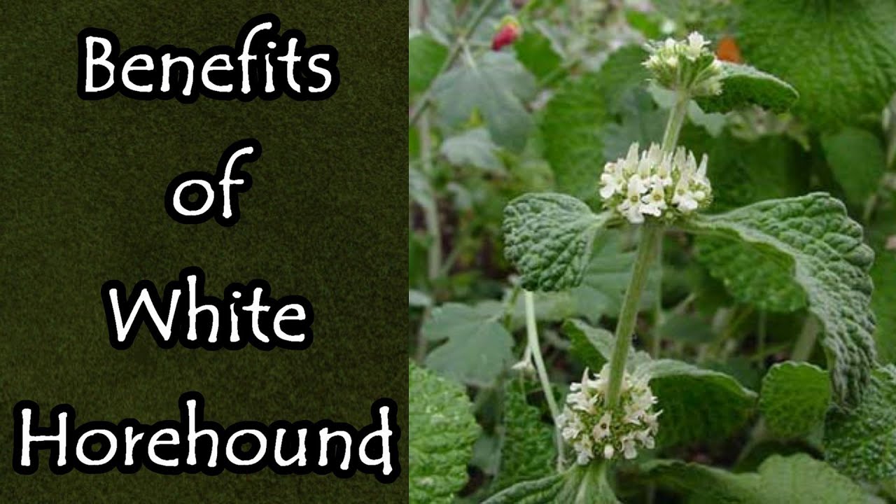 The Benefits of White Horehound - YouTube