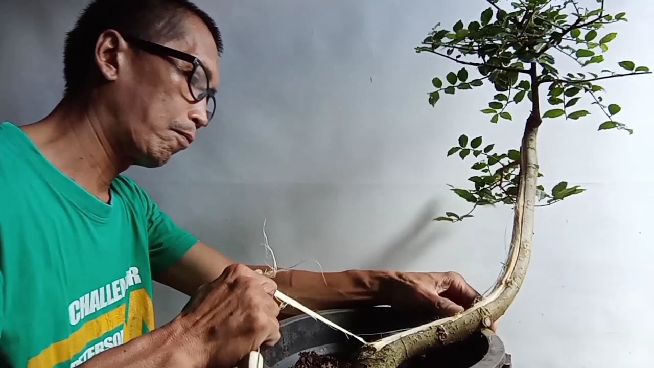 Creating a shari on Streblus asper bonsai tree - YouTube