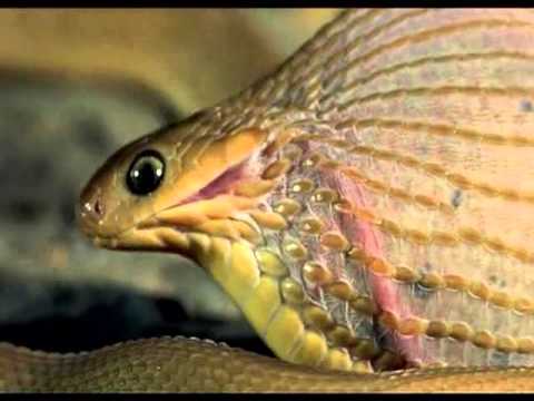 wąż je jajo.wmv - YouTube