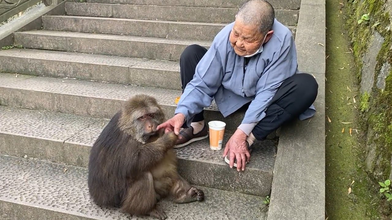 星星最喜欢让师太搂着Xingxing likes to be hugged by his teacher the most - YouTube