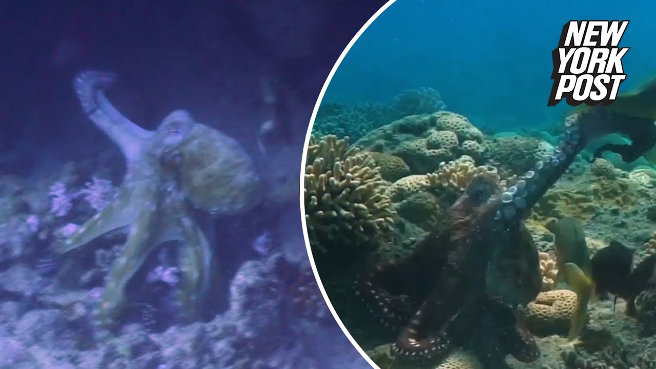 WATCH: Octopus punches fish in under-the-sea slapfest - YouTube