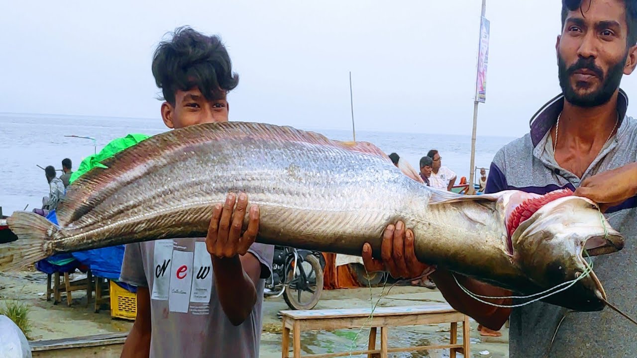 💁পদ্মার দানব আকৃতির বোয়াল মাছের অবাক করা মূল্য দেখুন || padma big ...