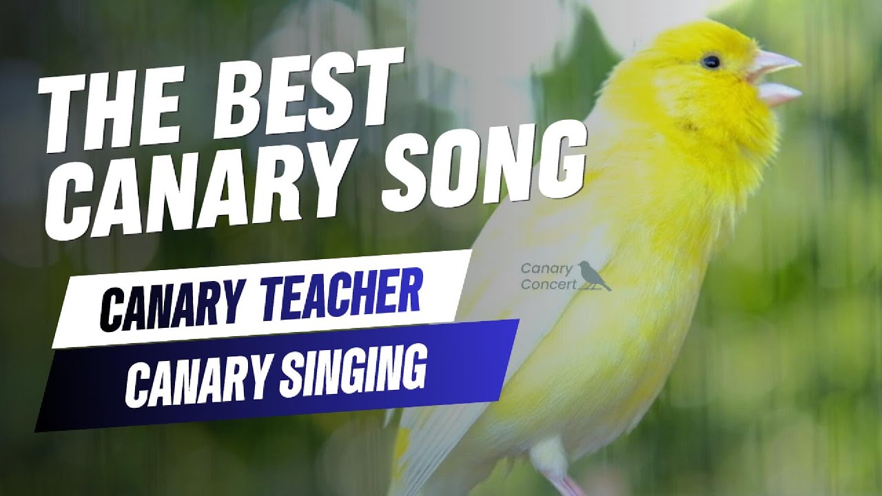 The Best Canary Sound | Your Canary calls and tempts all the canaries ...