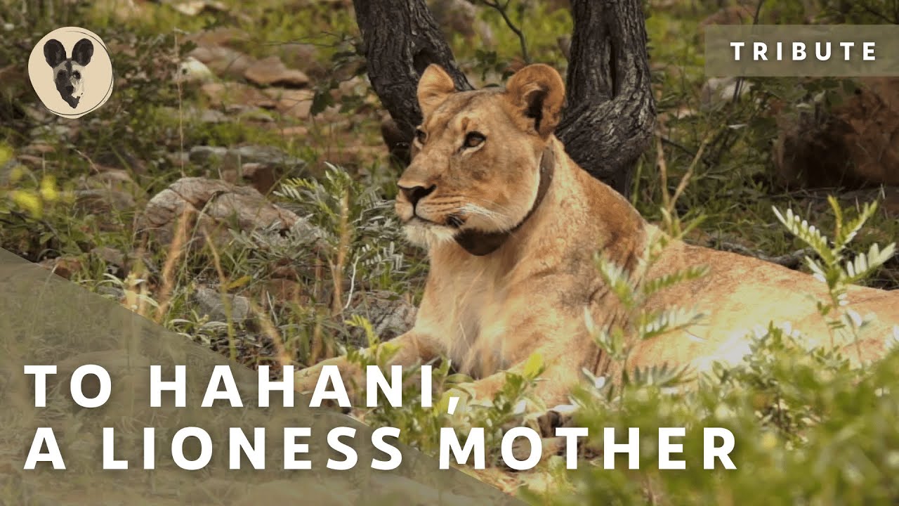 A Tribute to Hahani, a Lioness Mother - YouTube