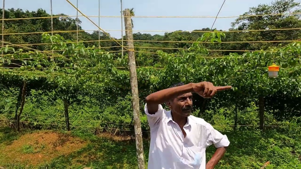 passion fruit farming tips - YouTube