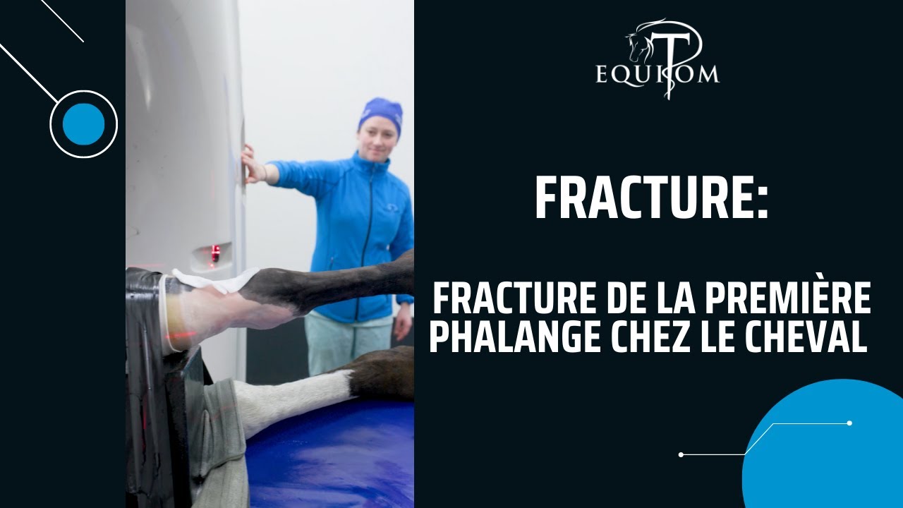 Fracture de la première phalange chez le cheval #cheval - YouTube