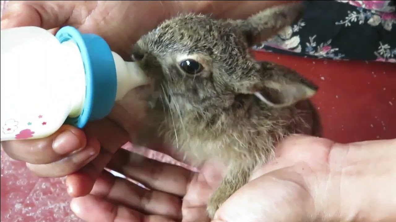 feeding a wild baby Rabbit - YouTube