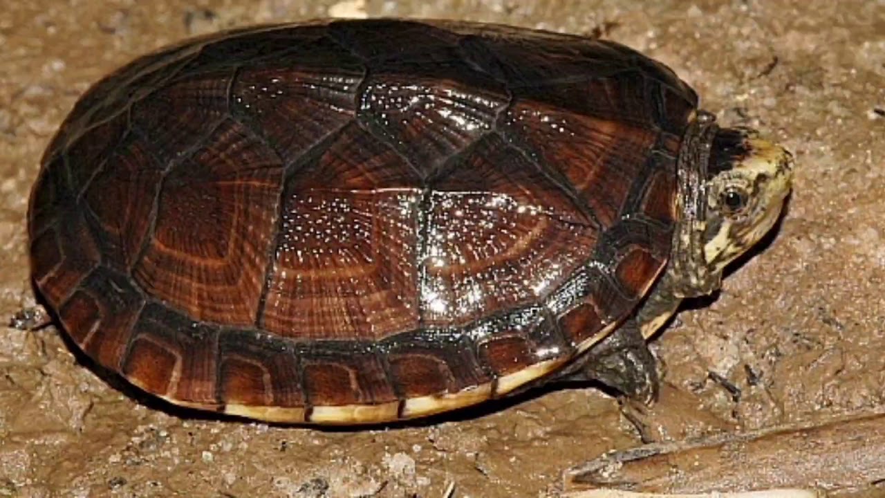 Todo lo que tienen que saber sobre la tortuga kinosternon. - YouTube