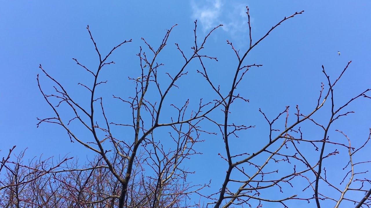 Common lime - branches & twigs - February 2020 - YouTube