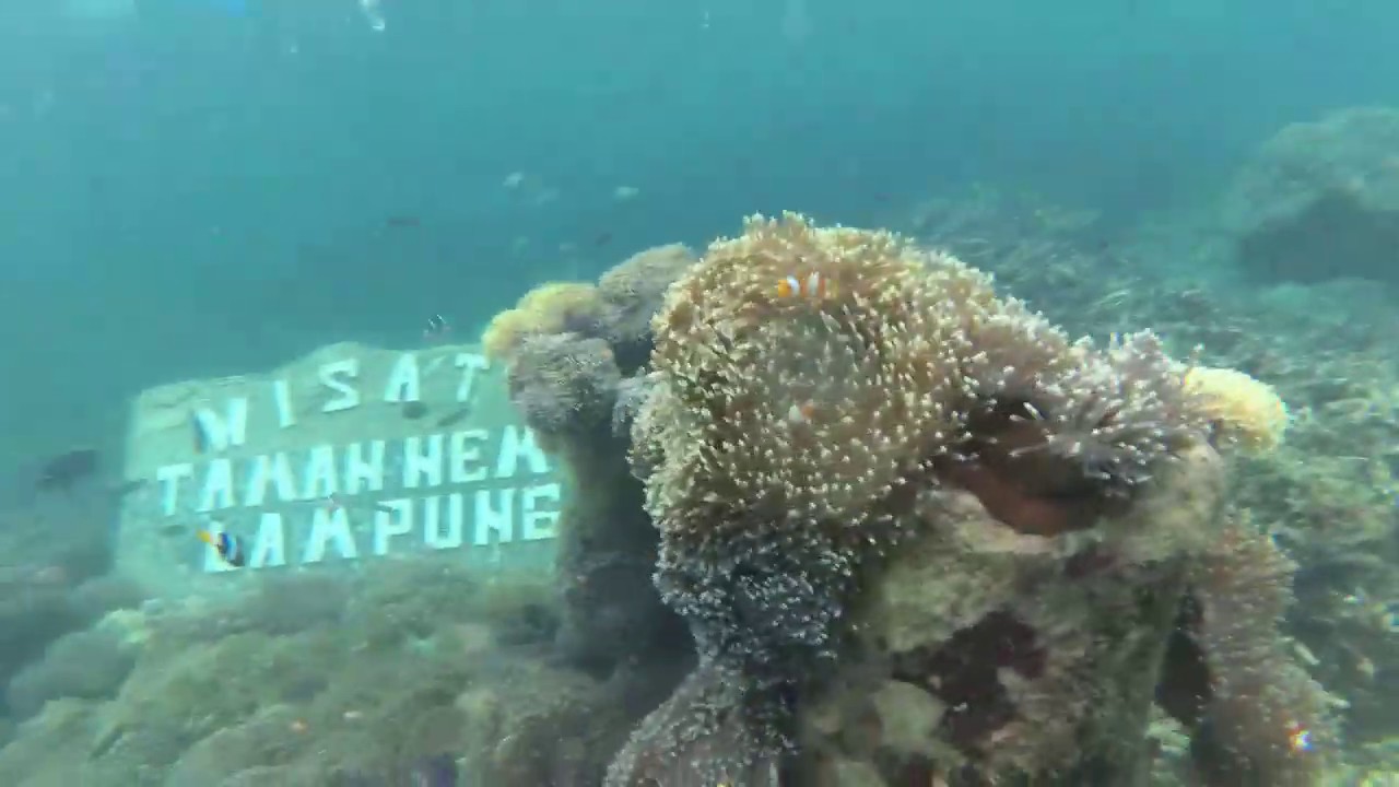 Pahawang - Taman nemo - YouTube