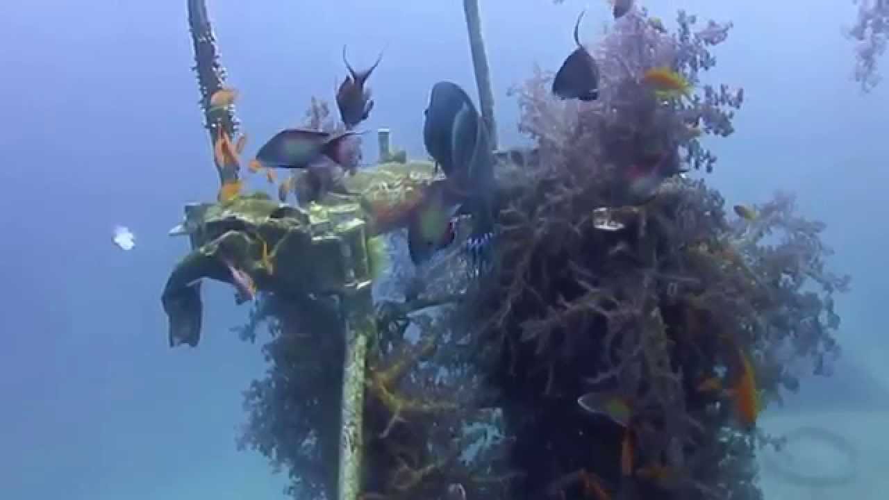 דגקוץ בסטיל -The blue scroll file fish - Satil Eilat - YouTube