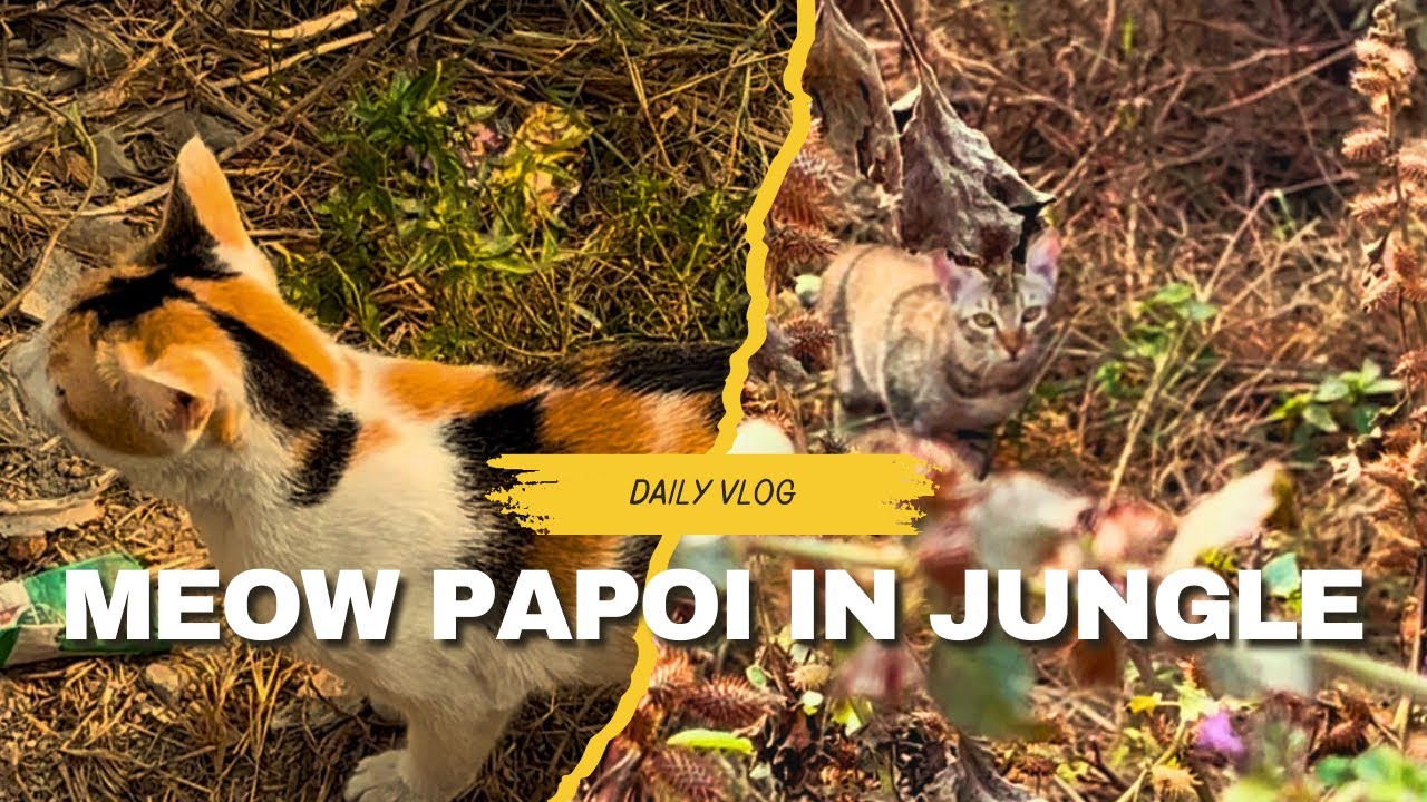 Meow and papoi enjoying the winter🌻🍃 - YouTube