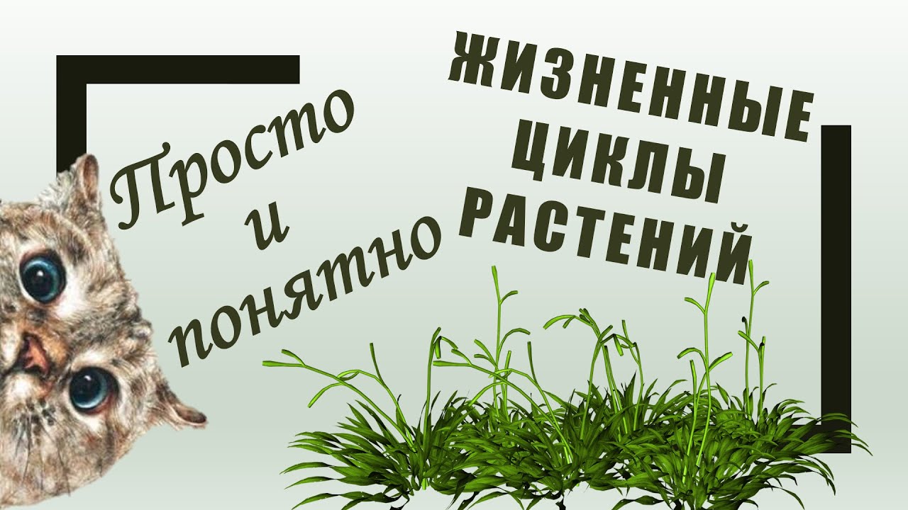 Жизненные циклы растений Youtube