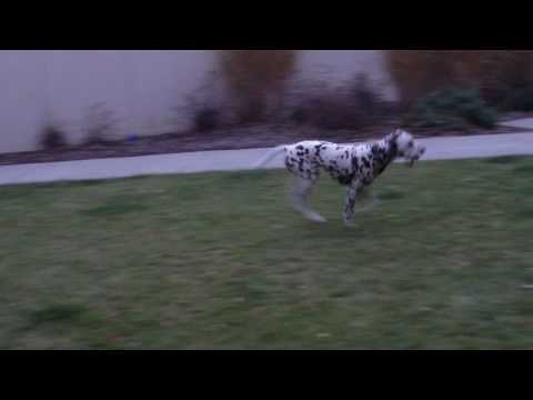 Running and limping - YouTube