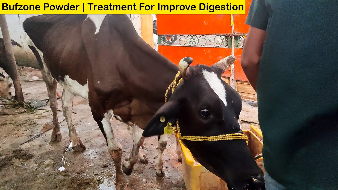 Cow Video | Bufzone Powder | Treatment For Increase Digestion - YouTube