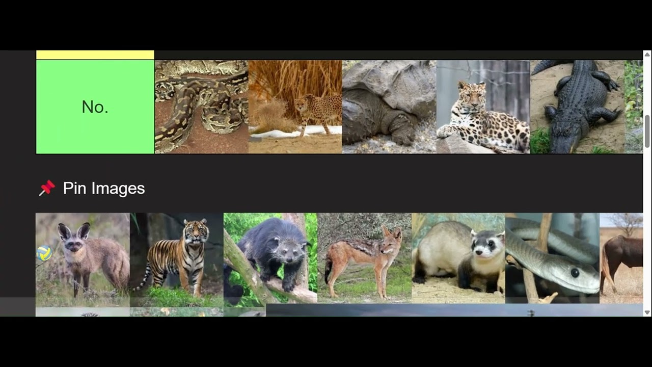 Ranking Animals on a Tier List - YouTube