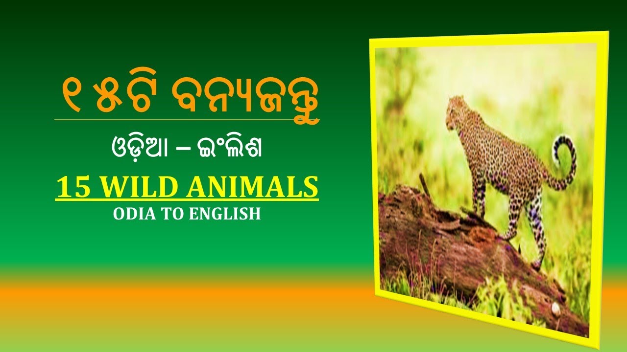 15 Wild Animals||Odia to English||Pronunciations||୧୫ଟି ବନ୍ୟଜନ୍ତୁ - YouTube