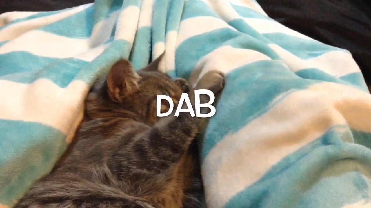 Kitten dabs! [Amazing] - YouTube