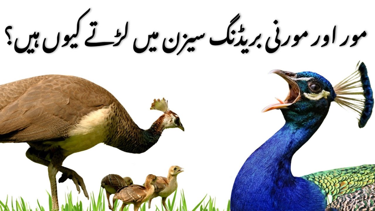 Why do Peacocks attack on peahens during breeding season? - YouTube