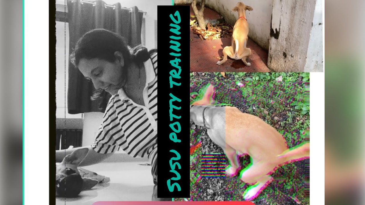 Puppy Susu& potty training in ease #dog #training #susu #poop #trend # ...