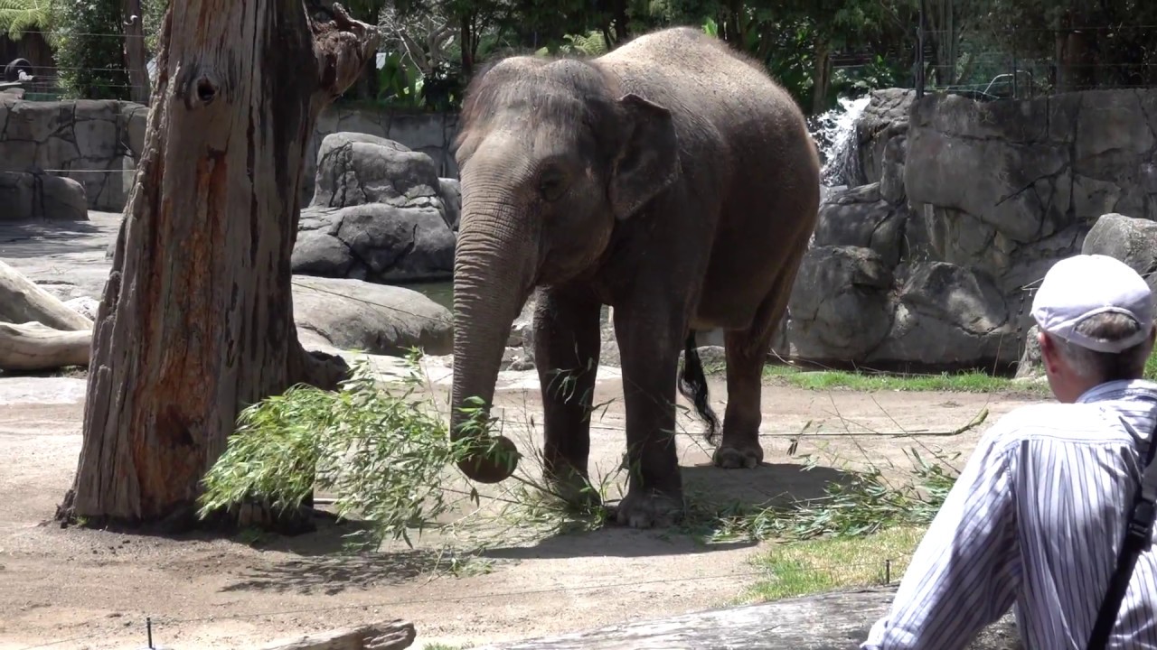 Auckland Zoo 22 12 2017 The Elephant - YouTube