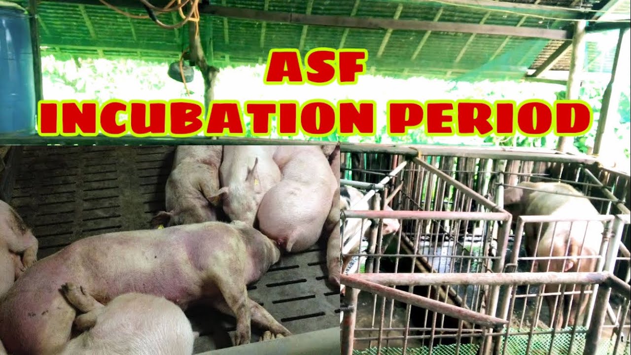 Ano ang ASF incubation period | Ryan Patenio - YouTube