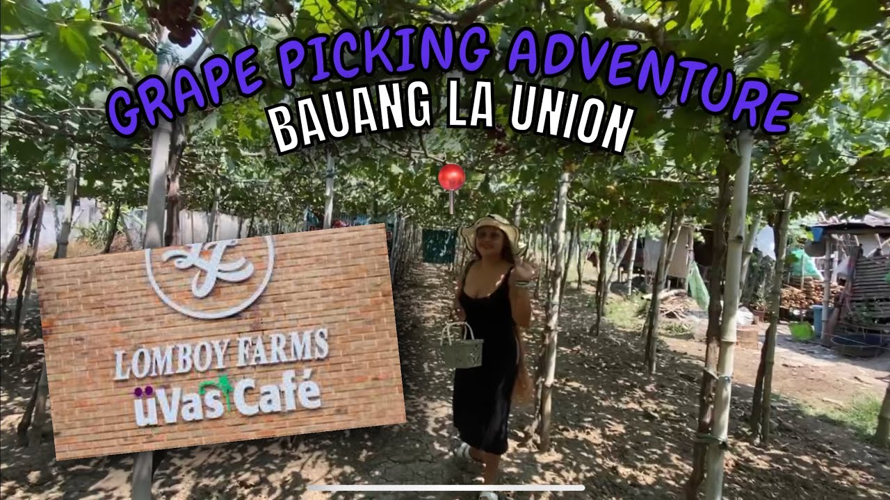 Lomboy Farms | Bauang La Union | Grape Picking Adventure | - YouTube
