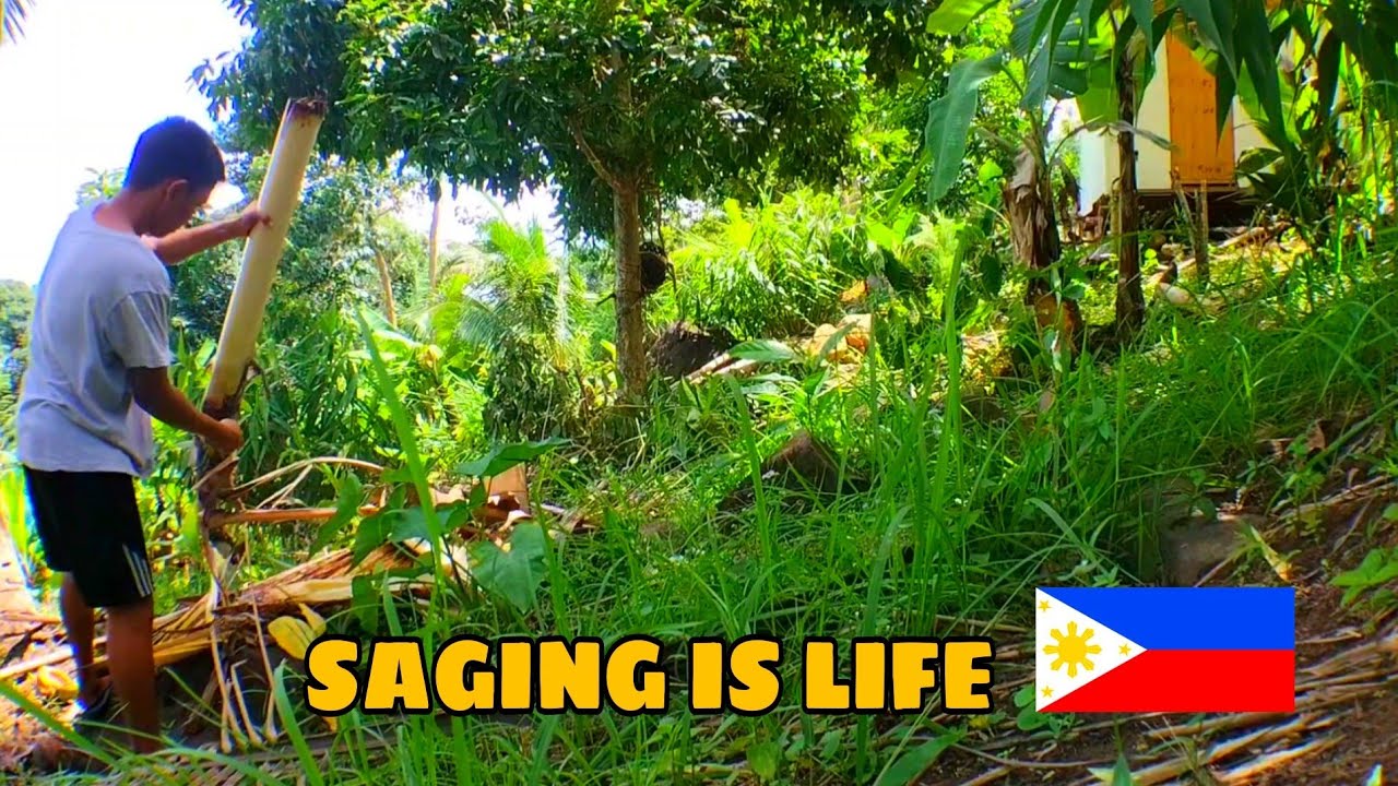 PINAKAIN KO NG BANI NG SAGING ANG AMING ALAGA!! | Clearing Operation sa ...