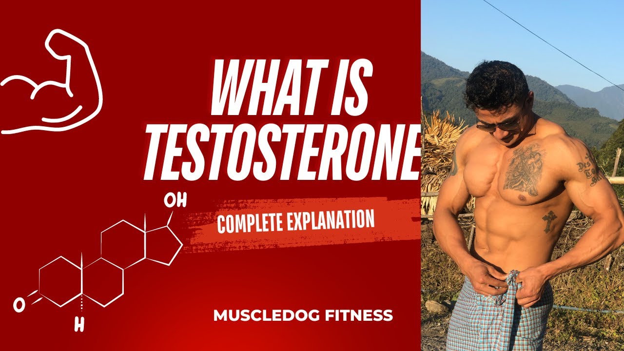 What is Testosterone? Complete A-Z Explanation for Muscle Growth! (in ...