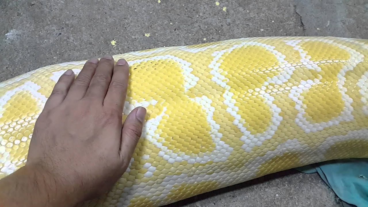 Albino burmese python - YouTube