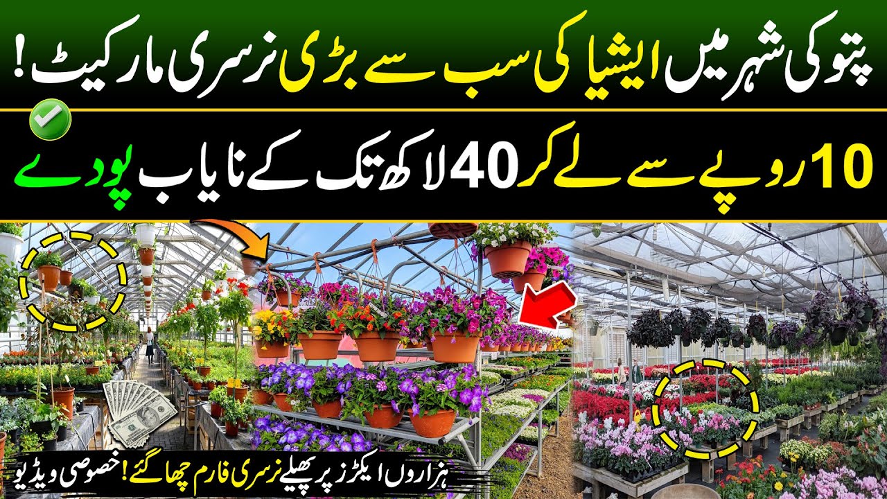 Asia's Biggest Flower Market In Pattoki “The City of Flowers ...