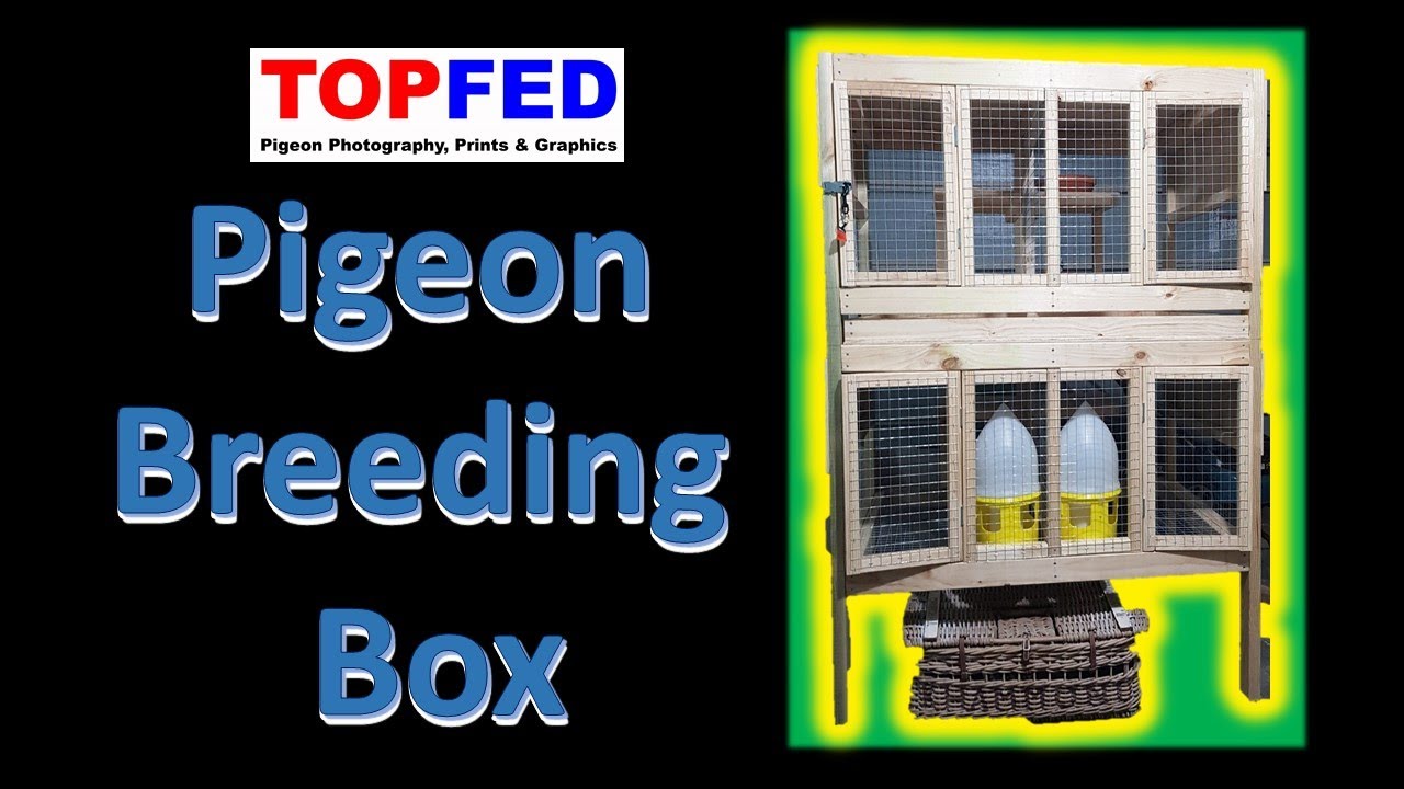 Pigeon Breeding Box - YouTube