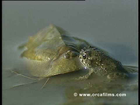 Ausschnitt 2 Film über Urzeitkrebse, Triops, Artemia (sea monkey) - YouTube