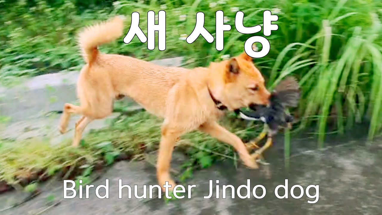 진돗개가 해외에서도 날아가는 새를 잡는다고? 실제상황 놀람주의 진돗개 사냥본능 korean Jindo dog - YouTube